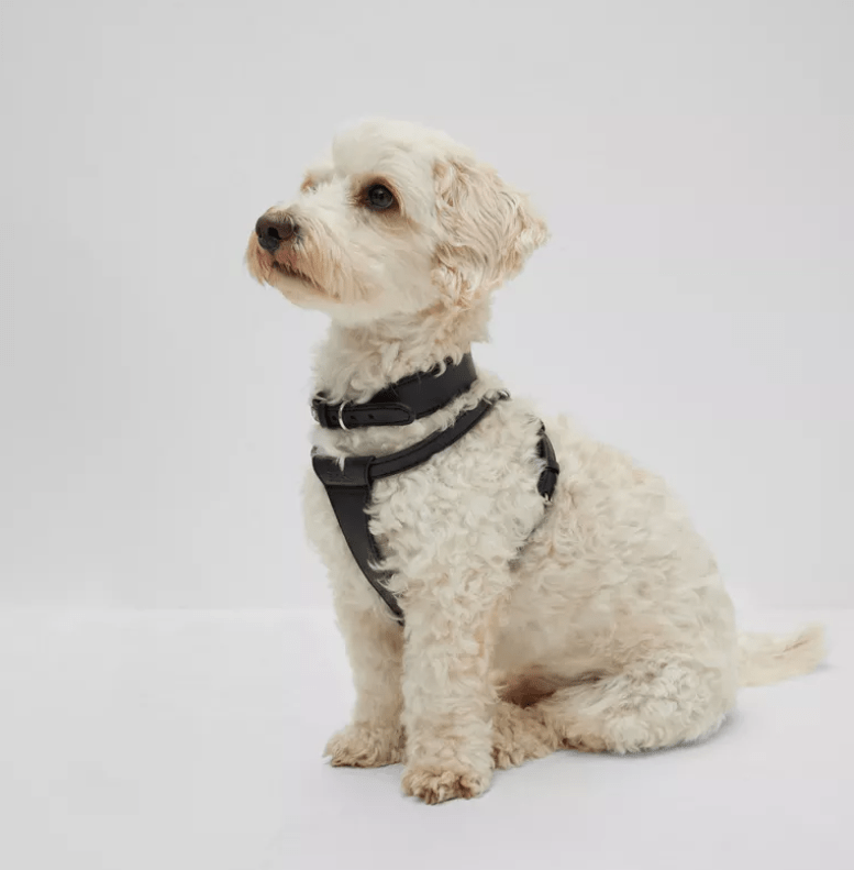 Recycled Leather Harness – Kanineindia