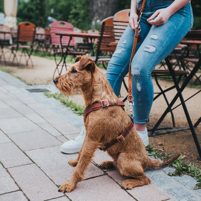 Buy Dog Harness & Body Belt for Dogs Online in India – Kanineindia