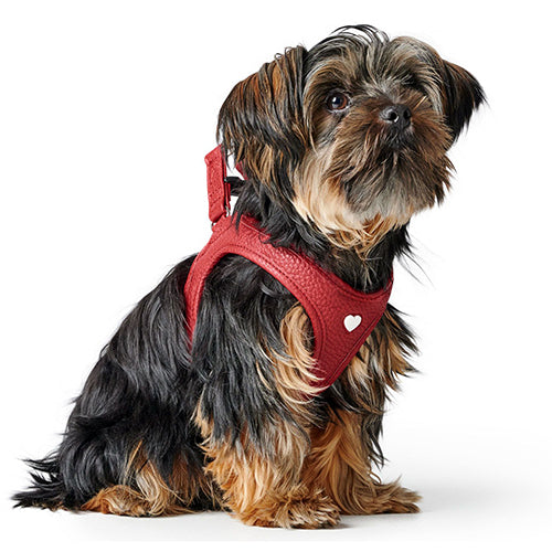 Buy Dog Harness & Body Belt for Dogs Online in India – Kanineindia