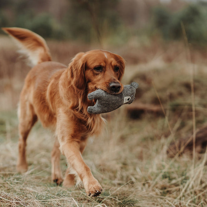 Dog Toys – Kanineindia