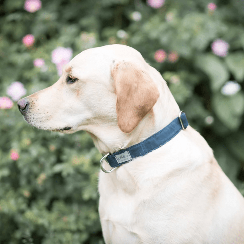 NAVY CANVAS - COLLAR – Kanineindia